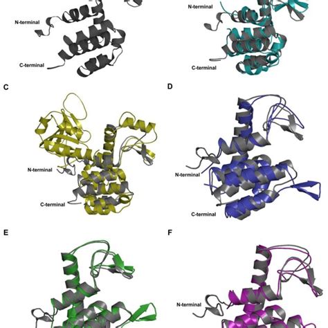 Structural Analysis Of Lyszc1 Protein A Phyre2 Server Generated Download Scientific Diagram
