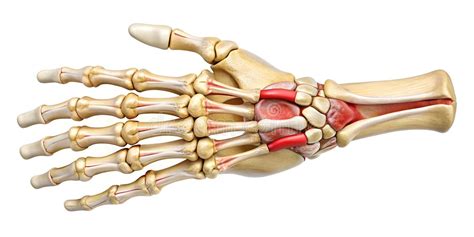 Carpometacarpal Joint Stock Illustrations 19 Carpometacarpal Joint Stock Illustrations