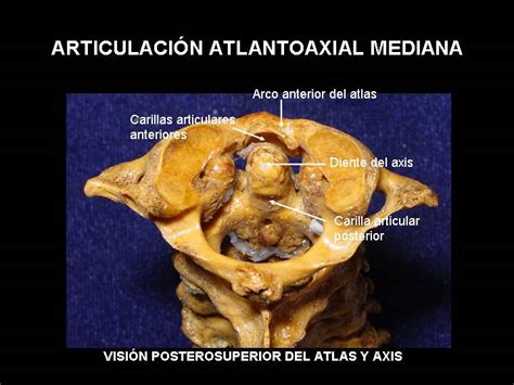 Pecten Del Pubis Un Vistazo Detallado Al Pecten Pubis E Anatomy