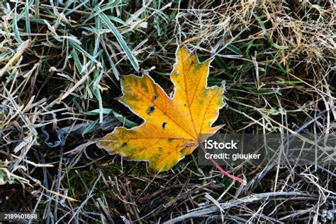 구멍이 뚫린 노란 단풍잎이 풀밭에 누워 있습니다 모든 것이 아침 서리로 덮여 있습니다 가을의 밝은 서리가 내린 색상입니다 상의 View 0명에 대한 스톡 사진 및 기타