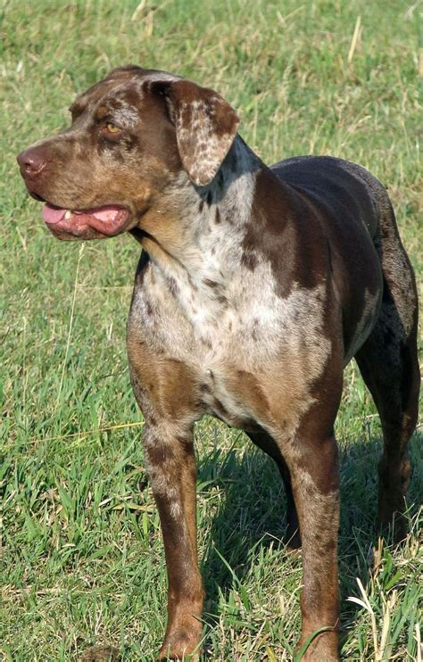 Catahoula Dog Breed Artofit