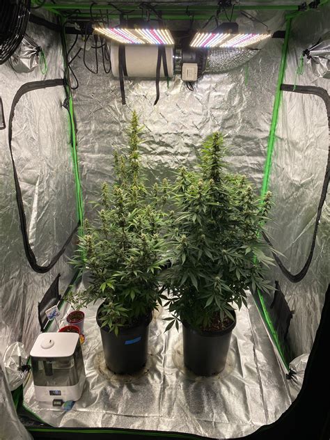 Grow Pot Setup For Proper Drainagesampling Preparations I Love