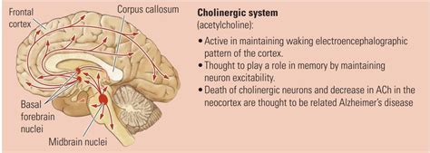 Importance Of Neurotransmitters In Functioning Of Nervous System Careershodh