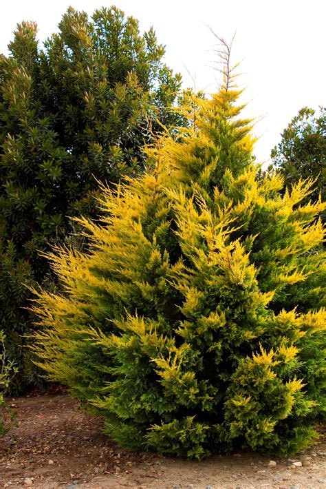 Horizontal Evergreen Shrubs For Landscaping