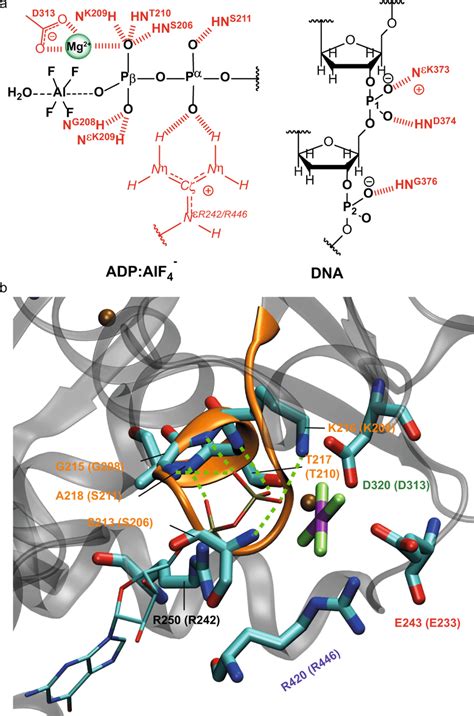 Comprehensive Model For Molecular Recognition Events Involved In Adp Download Scientific