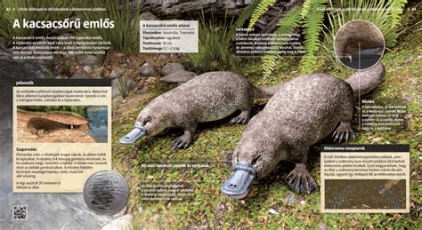 Platypus Digital Lessons Mozaik Digital Education And Learning