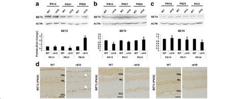 Bet2 Is Upregulated In The Rd10 Mouse Retina Compared To B6 Wt Control Download Scientific