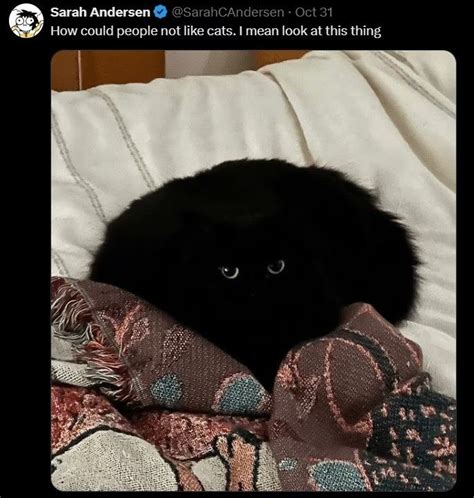 Fluffy Black Cats Black Cat Loaf Cute Void Cat Best Cat Memes