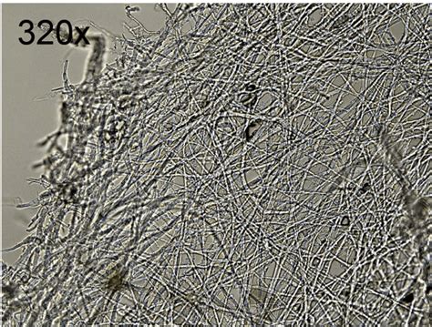 These Everyday Items Turn Into Something Incredible Under A Microscope