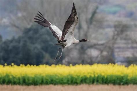 國家一級保護動物黑頸鶴成群現身四川天全 每日頭條