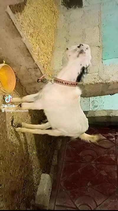 Ando Bakra Ready Qurbani Aur Breed K Liye Goats 1100307339