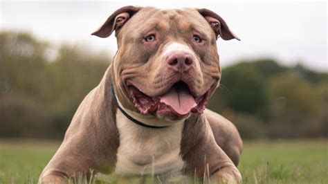American Bully Xxl