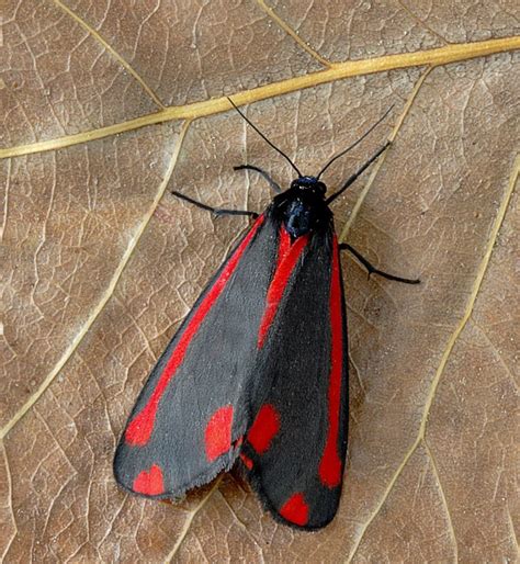 10 무료 Cinnabar And 경복궁 이미지 Pixabay