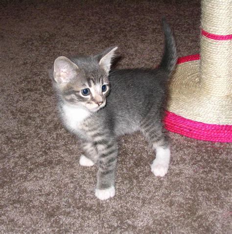 Grey And White Tabby Kitten Cat Ifttt2hipwmn Tabby Kitten