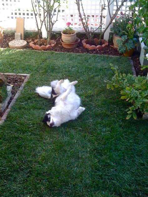 Denise Cerro Jim Jojo Grass A Project At Home