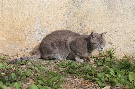 猫 街道 闭着眼睛 杂种猫 流浪动物 机敏 白灰泥 水平画幅 墙 动物身体部位