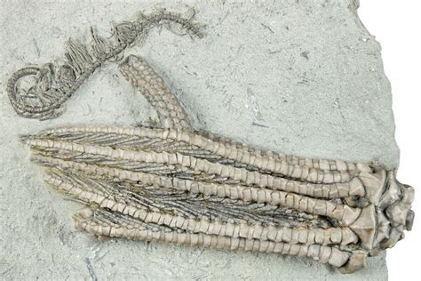 3 7 Fossil Crinoid Aulocrinus And Camptocrinus Plate Indiana 279631 For Sale
