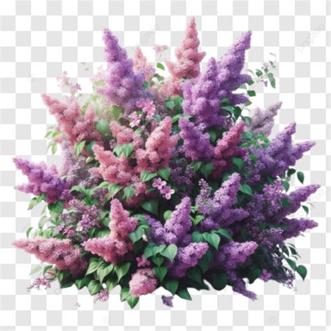 클립아트에 묘사된 보라색과 분홍색 꽃의 생동감 넘치는 덤불 보라색과 분홍색 꽃의 생기 넘치는 덤불 클립 아트에 묘사 꽃 Png 일러스트 및 이미지 에 대한 무료