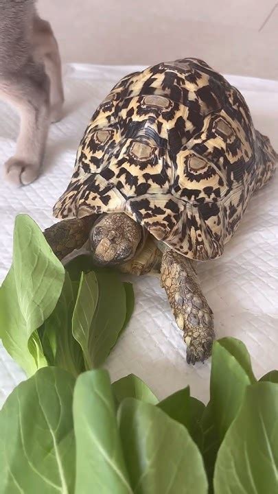 거북이 청경채 먹방 Asmr Asmr 거북이 먹방 Youtube