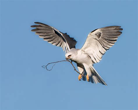 Zenfolio Feather Light Photography Recent Birds White Tailed Kite