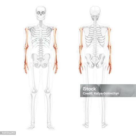 스켈레톤 팔 부분적으로 투명한 뼈 위치를 가진 인간의 정면 뒤보기 3d 손 세트 팔뚝 현실적인 플랫 자연 색상 개념 흰색 배경에 고립 된 해부학의 벡터 일러스트 레이 션 0
