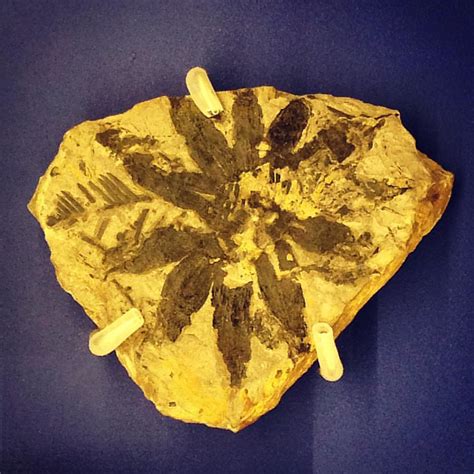 Fossil Of Williamsonia Flower Williamsonia Pecten From W… Flickr
