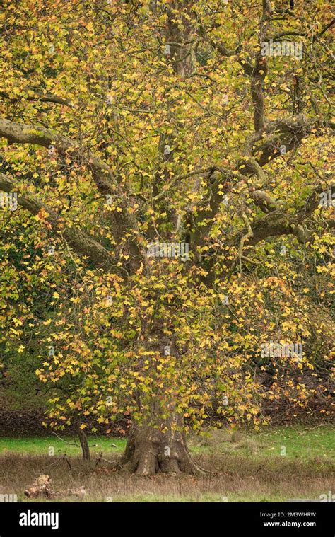 Beautiful Portrait Of London Plane Tree Planatus Acerifolia In Autumn