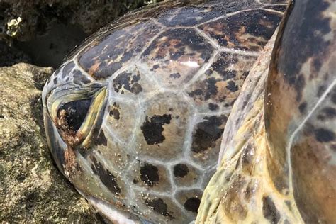 Why Do Sea Turtles Cry” Olive Ridley Project