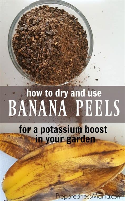 Diy Dry Banana Peels As Fertilizer Preparednessmama