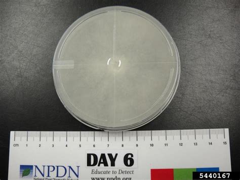 Pythium Root And Stem Rot Pythium Aphanidermatum