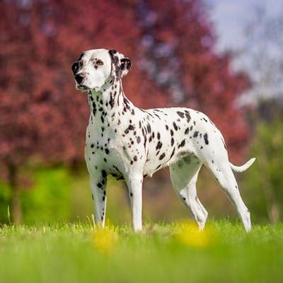 Далматинец - описание породы, характеристика, фото щенка