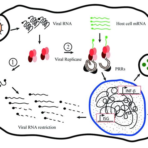 Proposed Model Of Host Cell Mrna Replication By Srna Viruses