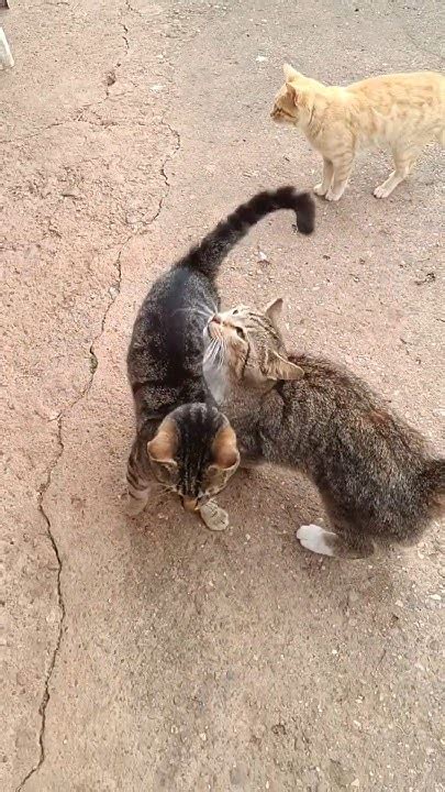 Decaci I Devojke Youtube