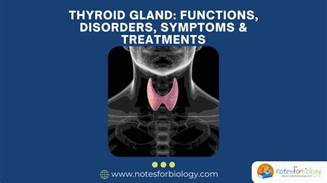 Thyroid Gland Functions Disorders Symptoms Best