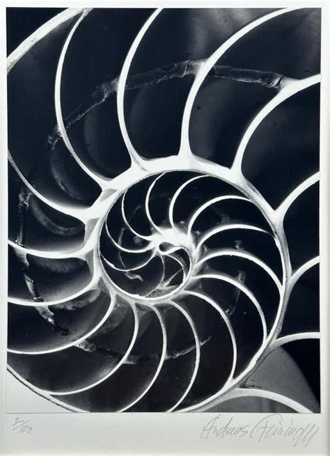 Andreas Feininger Portfolio Of Shells For Sale At 1stdibs