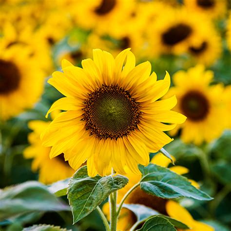 گل آفتابگردان فروشگاه رز سیاه