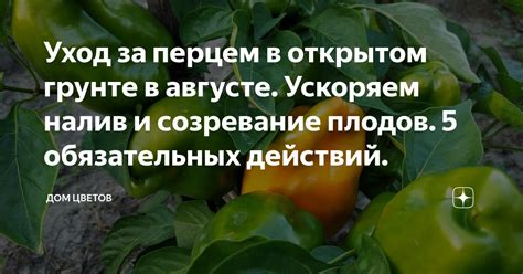 Уход за перцем в открытом грунте в августе Ускоряем налив и созревание плодов 5 обязательных