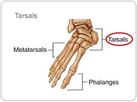 All About Bones The Skeletal System Ppt Video Online Download