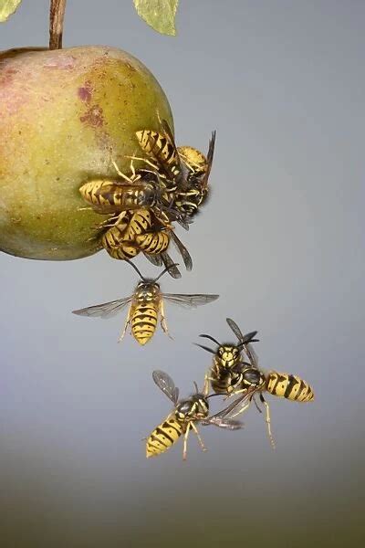 Wasps Mostly Common Wasp Fighting Around A Greengage