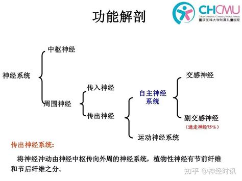 周围神经系统 自主神经系统概述 知乎
