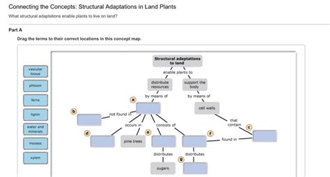 Solved Connecting The Concepts Structural Adaptations In