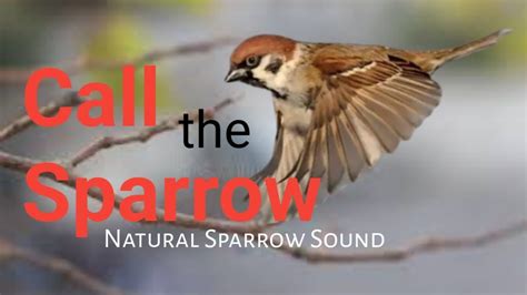 How To Call Houses Sparrow Birds With Natural Sparrows Sound Youtube