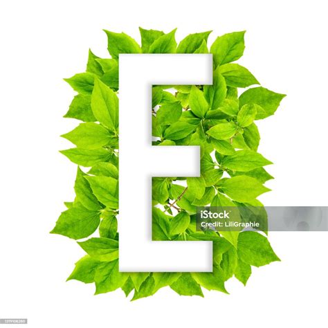 편지 E 녹색 잎 배경 Abc 꽃 알파벳 잎에 대한 스톡 사진 및 기타 이미지 잎 알파벳 E 자르기 Istock