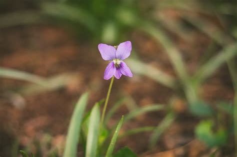 Foraging Wild Violets For The Cottage Apothecary Through The Wildwood