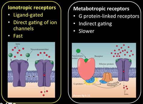 G Protein Coupled Receptors And Neuromodulation Flashcards Quizlet