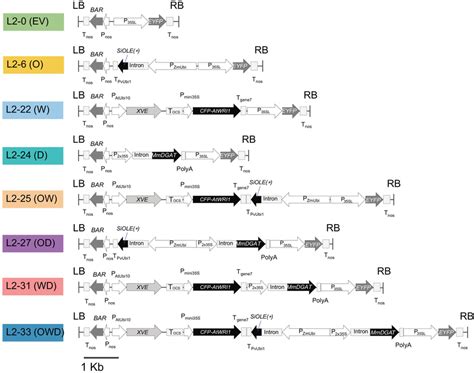 Schematic Of The Gene Constructs With Different Combinations Of