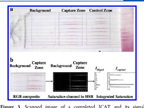 Figure 1 From Immunochromatographic Assay On Thread Semantic Scholar