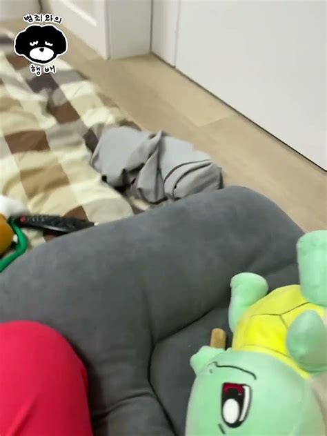 2개월 강아지 이행배 공격 Youtube