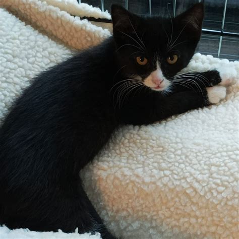 Cleo Cosmo Cookie And Caesar Klaar Voor De Grote Sprong Het Dierenthuisje