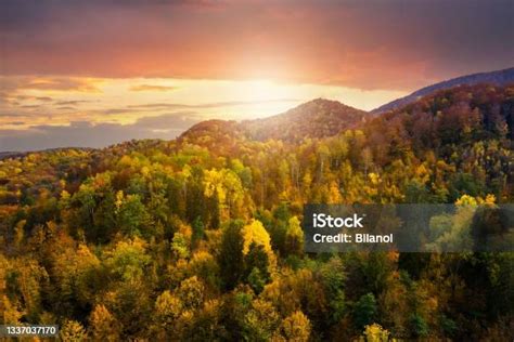 가을에는 짙은 노란 숲과 녹색 가문비나무로 덮인 높은 산의 언덕의 공중 전경 가문비나무에 대한 스톡 사진 및 기타 이미지 가문비나무 가을 경관 Istock